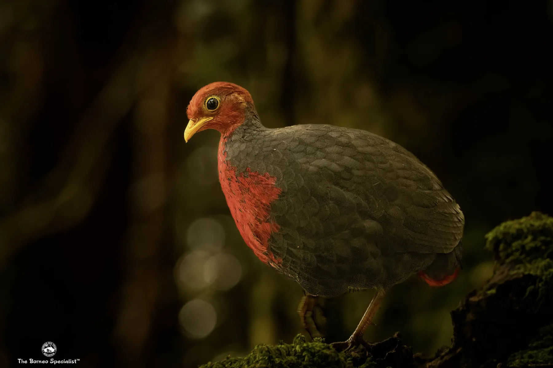 Birding in Borneo With A Specialist Guide For 16D15N | Borneo Eco Tours