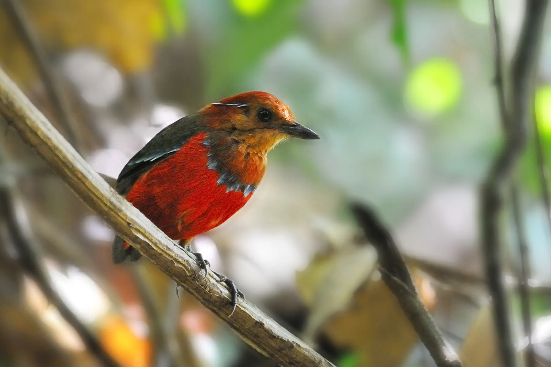 Birding in Borneo With A Specialist Guide For 16D15N | Borneo Eco Tours