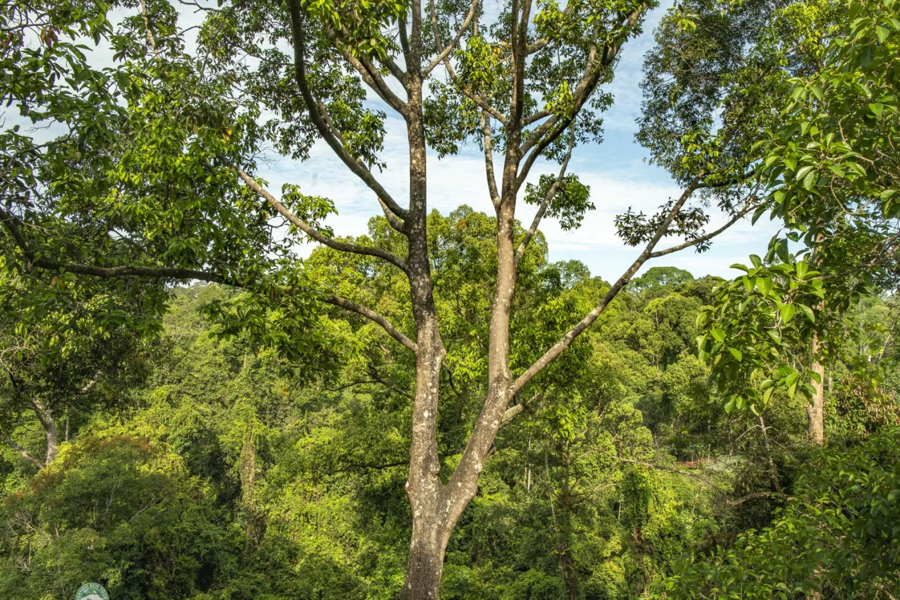 Sabah Borneo Nature Safari Tour Experience | Borneo Eco Tours