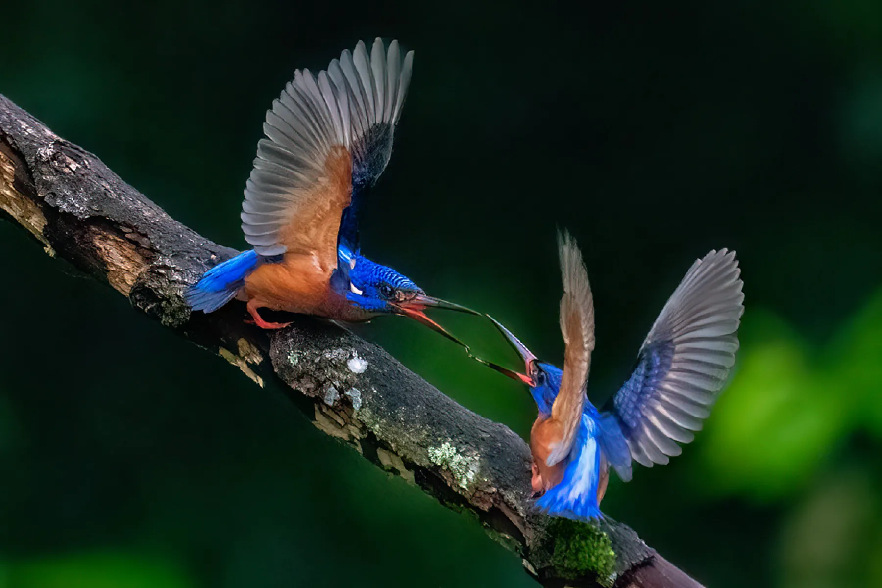 Birding in Borneo With A Specialist Guide For 16D15N | Borneo Eco Tours