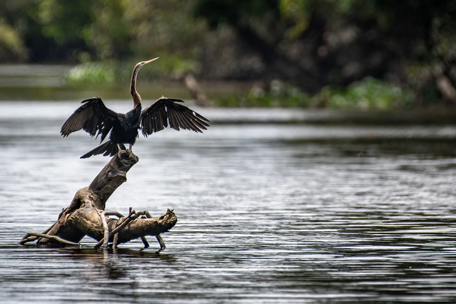 Birding in Borneo With A Specialist Guide For 16D15N | Borneo Eco Tours