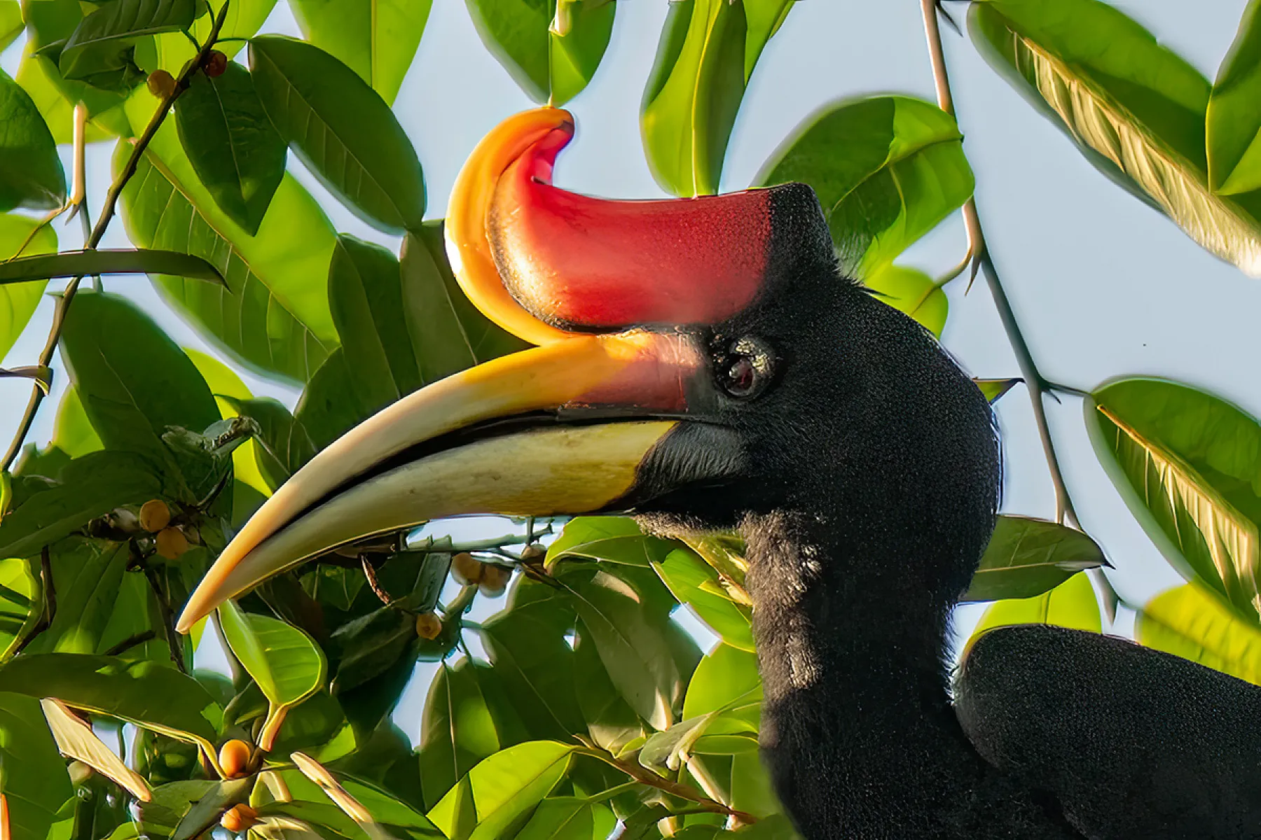 Birding in Borneo With A Specialist Guide For 16D15N | Borneo Eco Tours