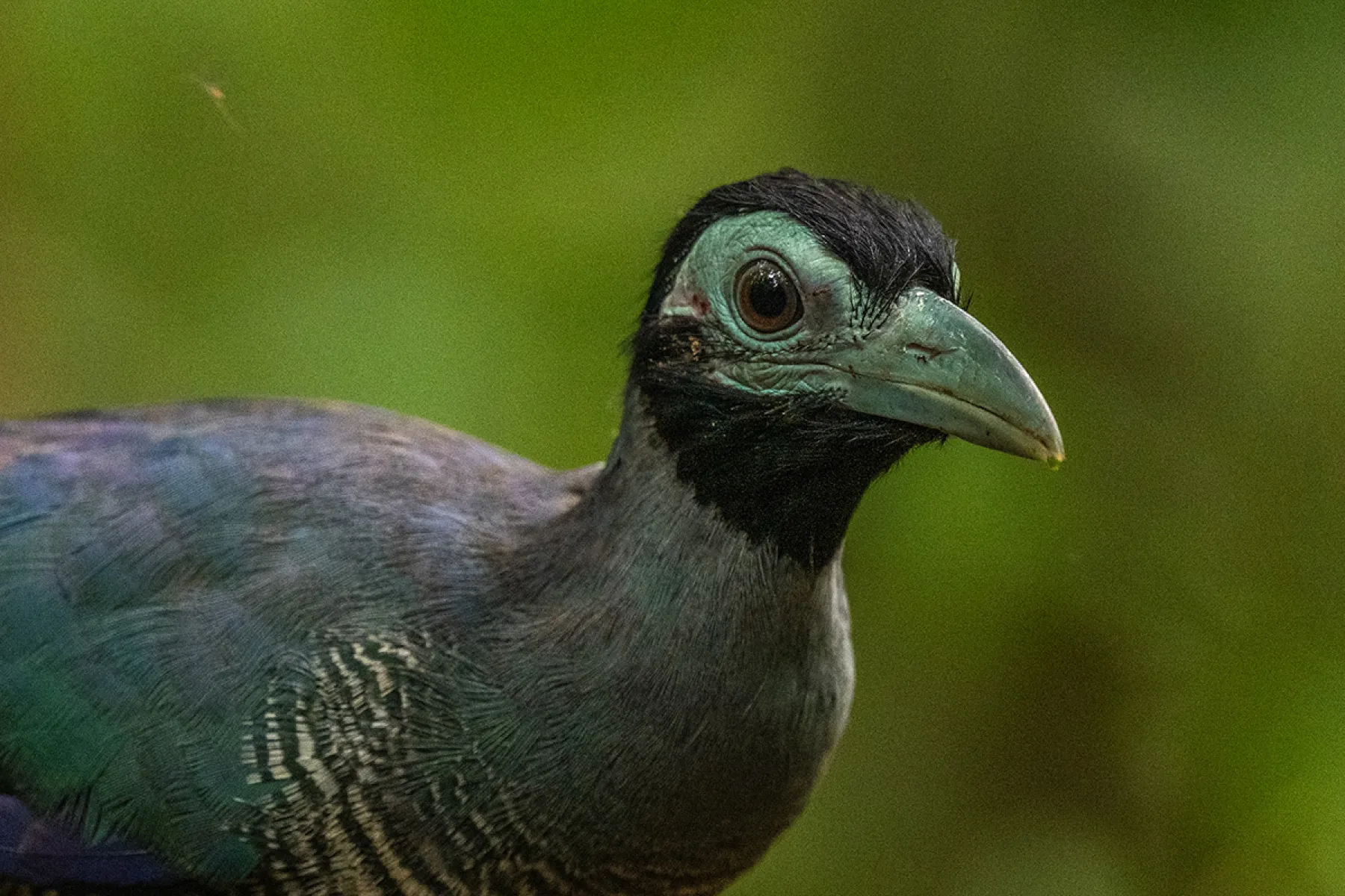 Birding in Borneo With A Specialist Guide For 16D15N | Borneo Eco Tours