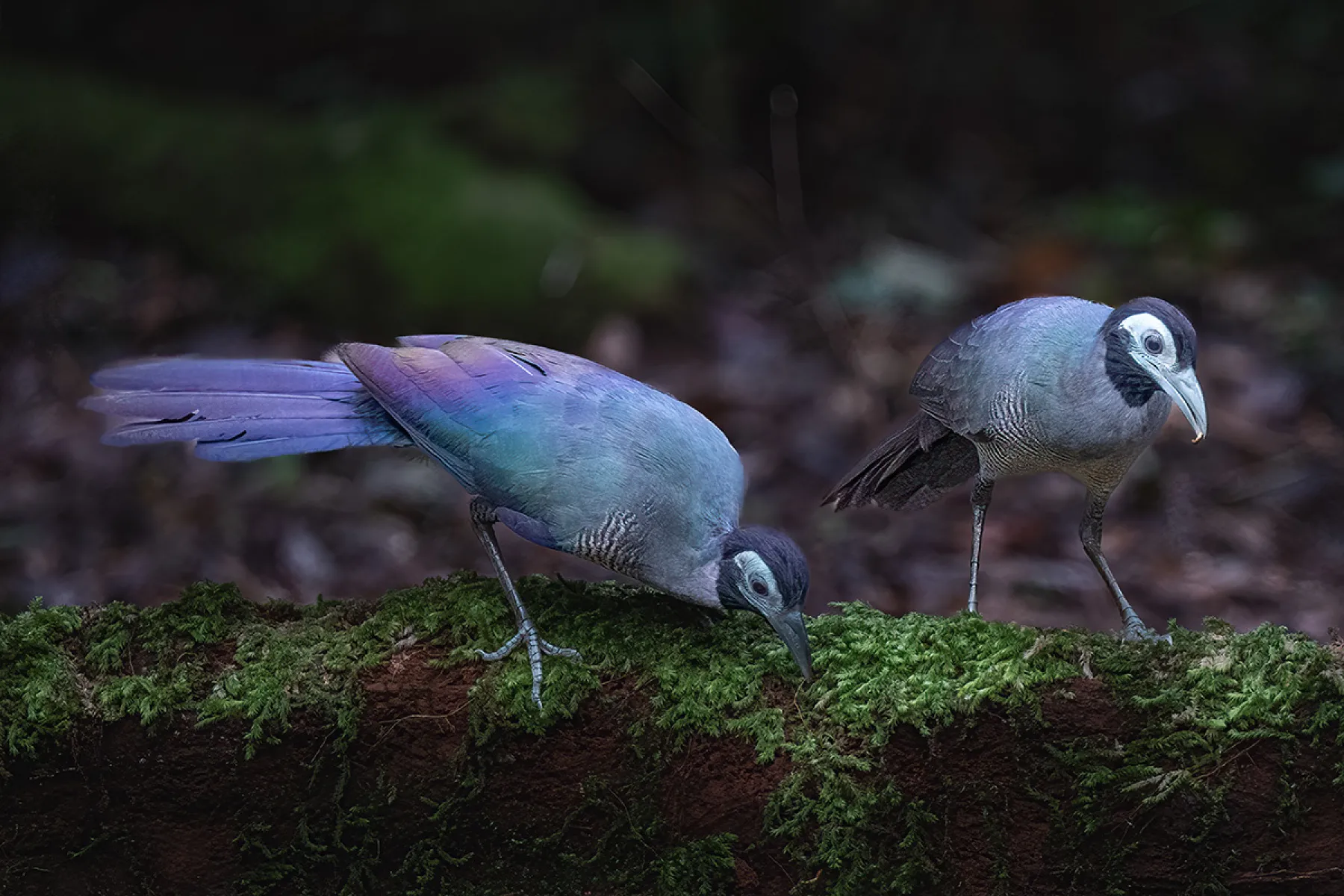 Birding in Borneo With A Specialist Guide For 16D15N | Borneo Eco Tours