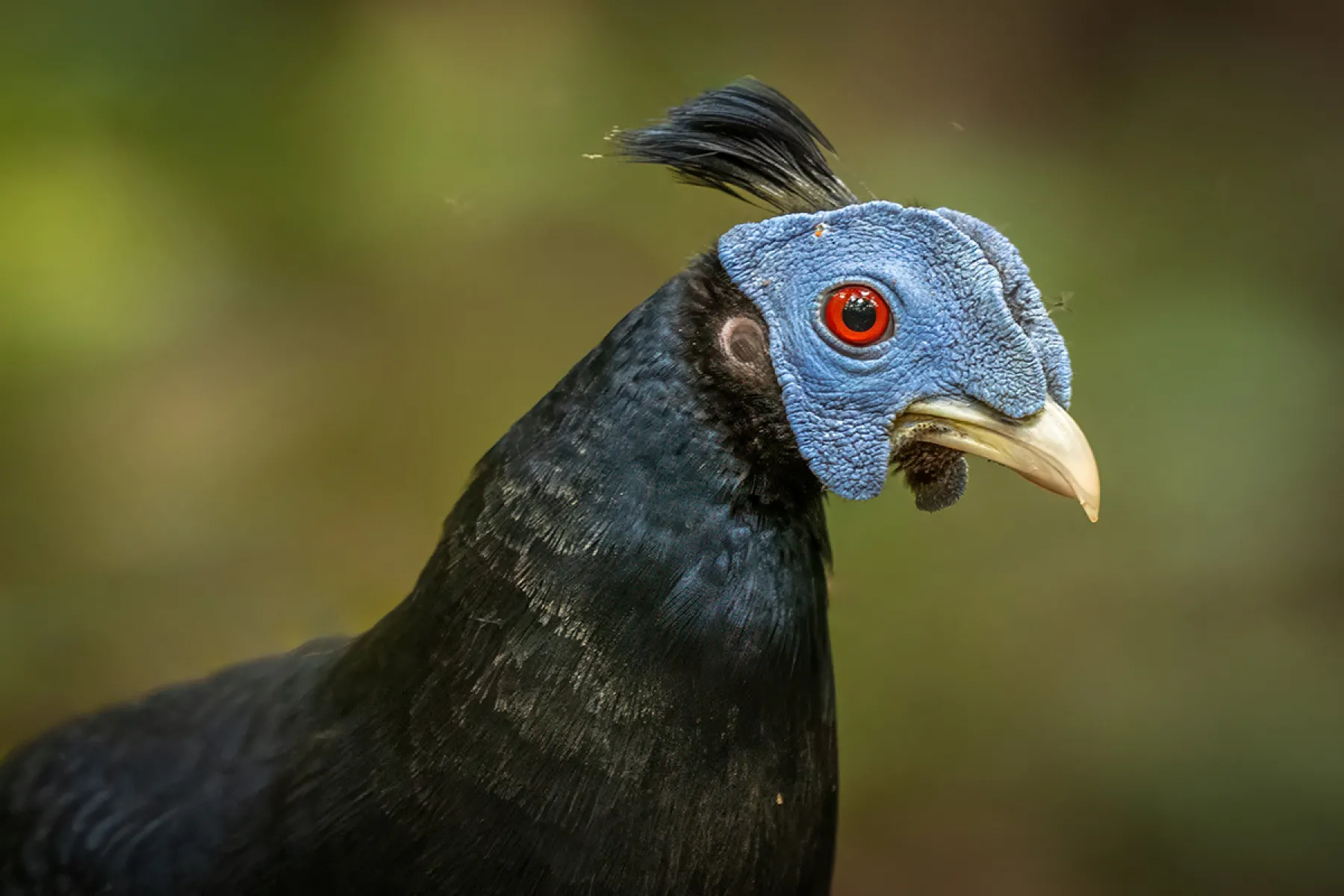 Birding in Borneo - East Coast | Borneo Eco Tours