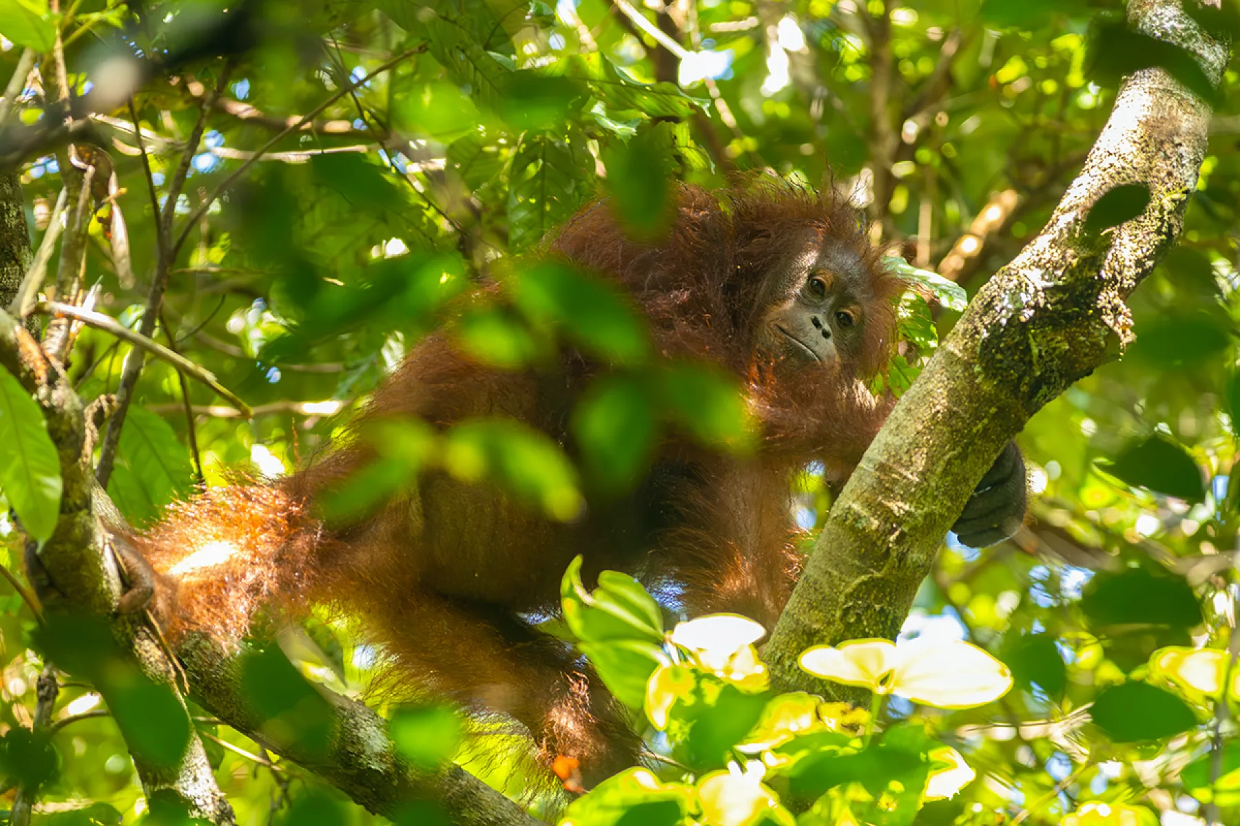 Sabah Rainforest Safari | Borneo Eco Tours