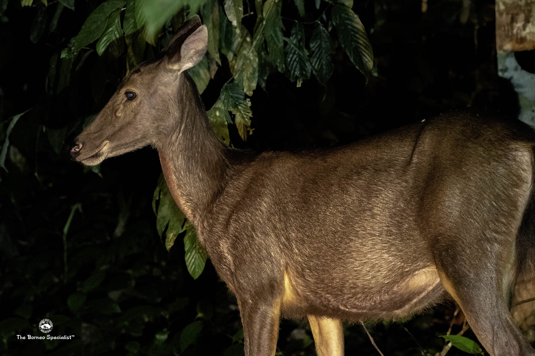 6D5N Borneo Big 5 Wildlife Safari Tour Package | Borneo Eco Tours